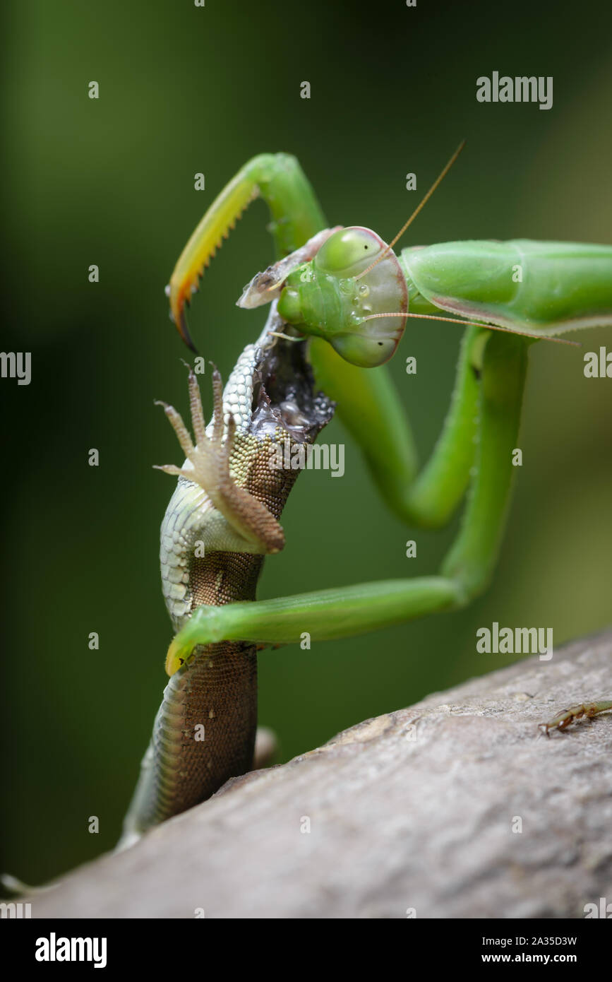 Praying mantis eating lizard - Mantis religiosa Stock Photo - Alamy