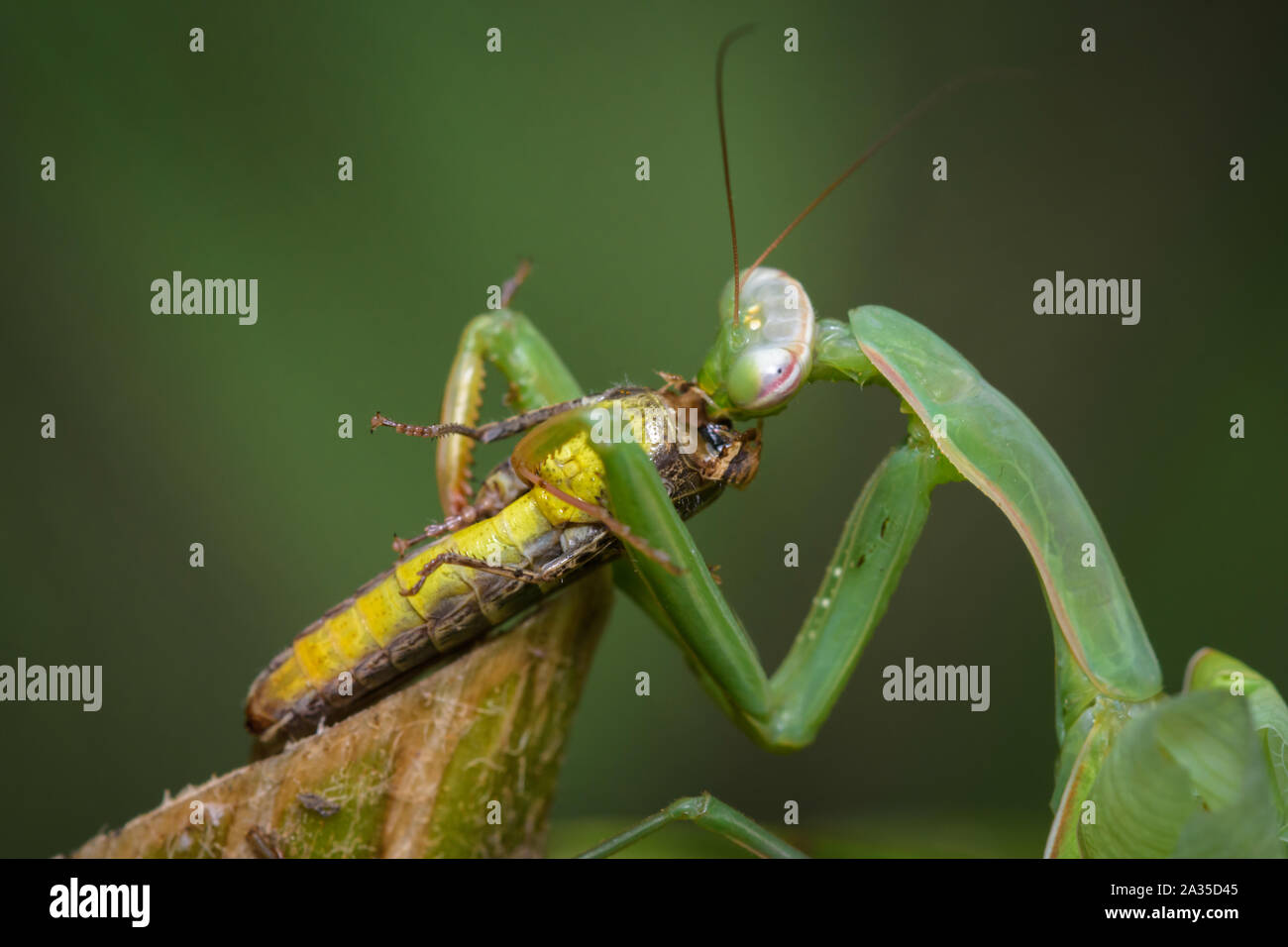 Praying mantis eating grasshopper - Mantis religiosa Stock Photo - Alamy