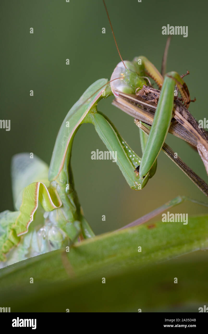 Praying mantis face close up hi-res stock photography and images - Alamy
