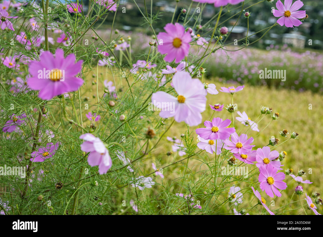 Pink flowers (Cosmos bipinnatus) in Paro, Bhutan Stock Photo - Alamy