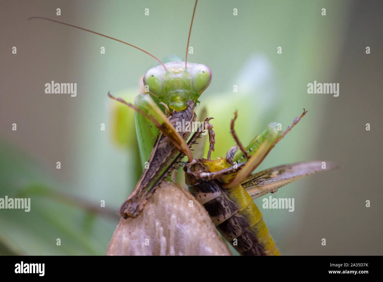 Praying mantis eating grasshopper - Mantis religiosa Stock Photo - Alamy