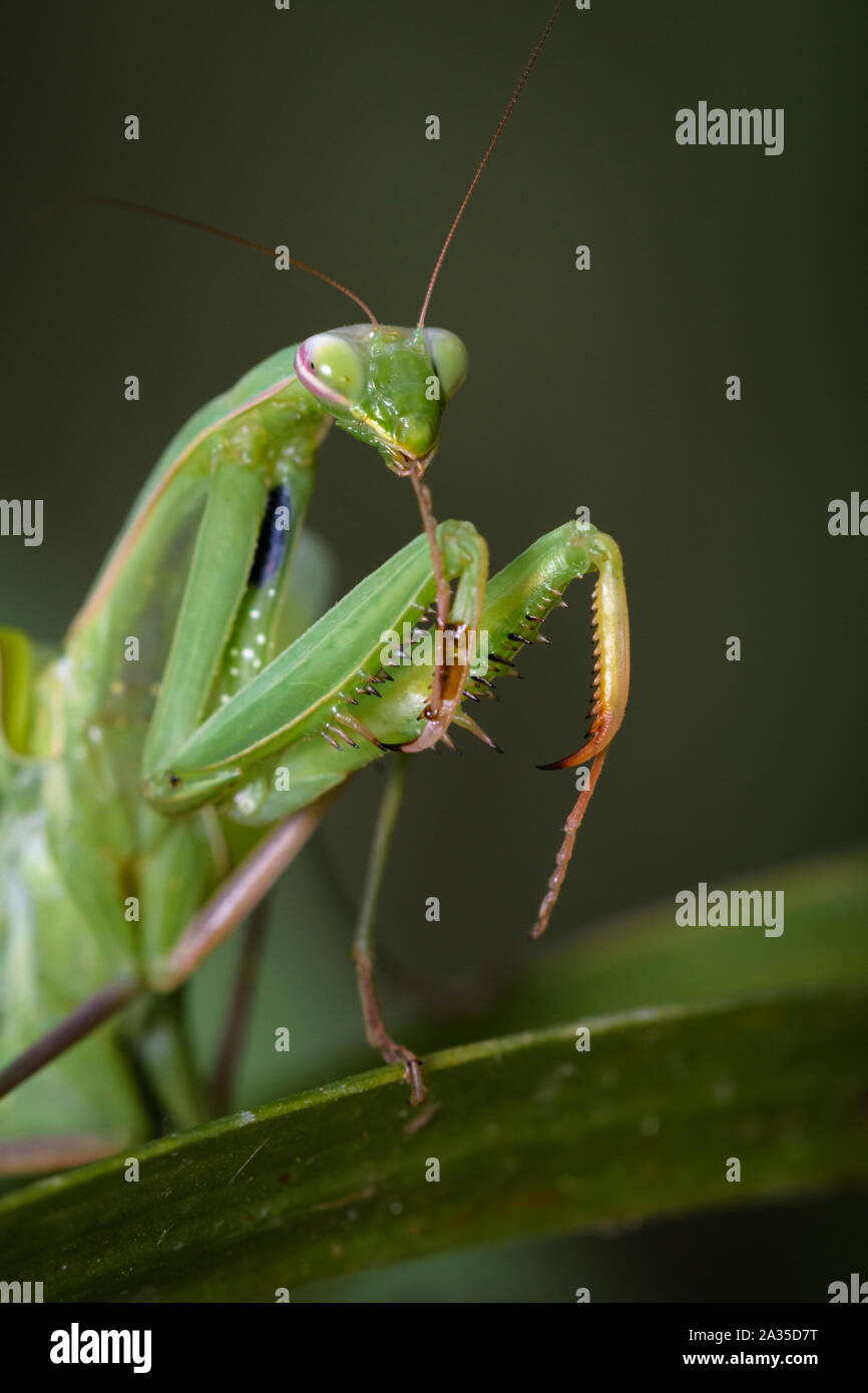 Praying mantis face close up hi-res stock photography and images - Alamy