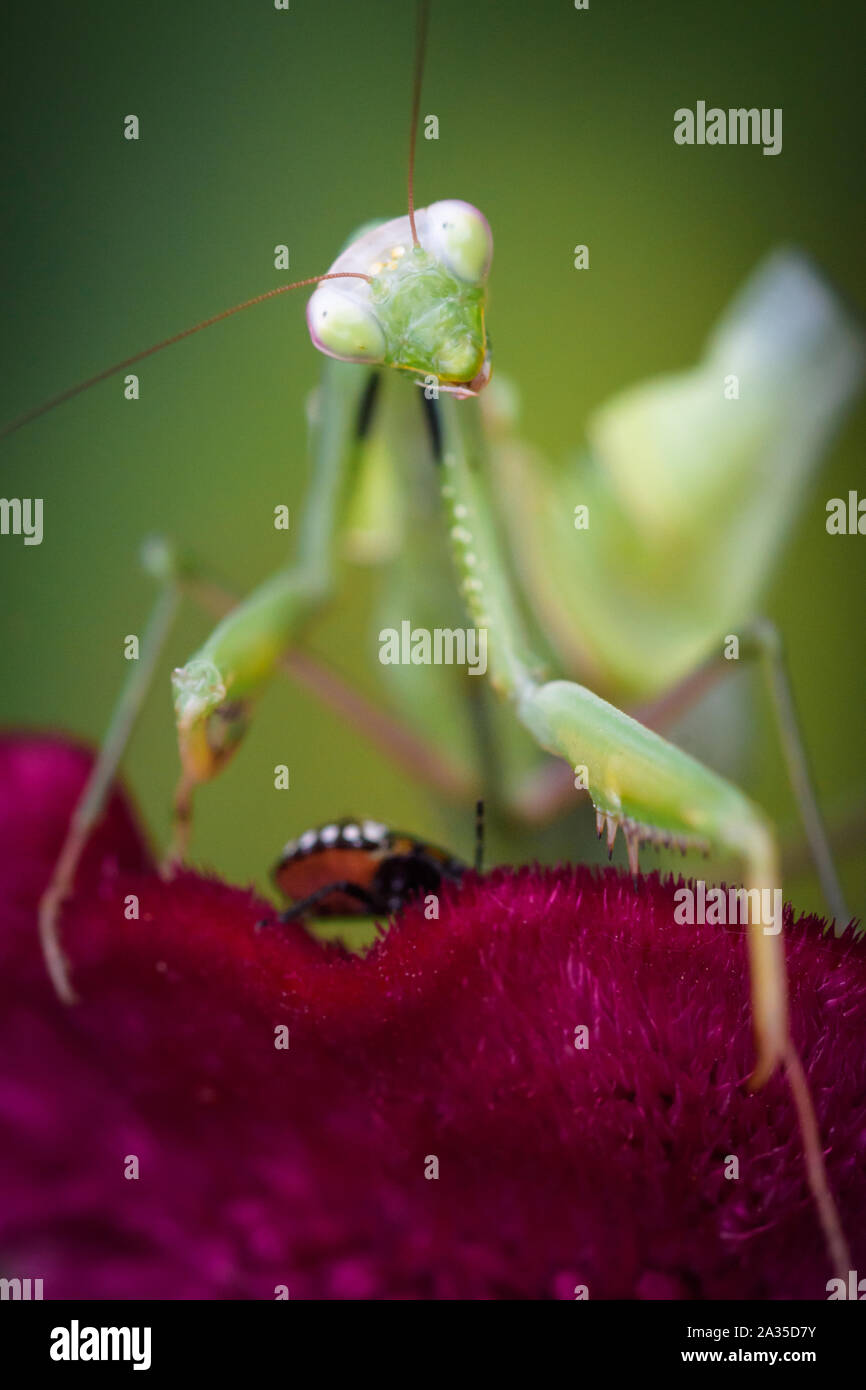 Praying mantis in the wild - Mantis religiosa Stock Photo - Alamy