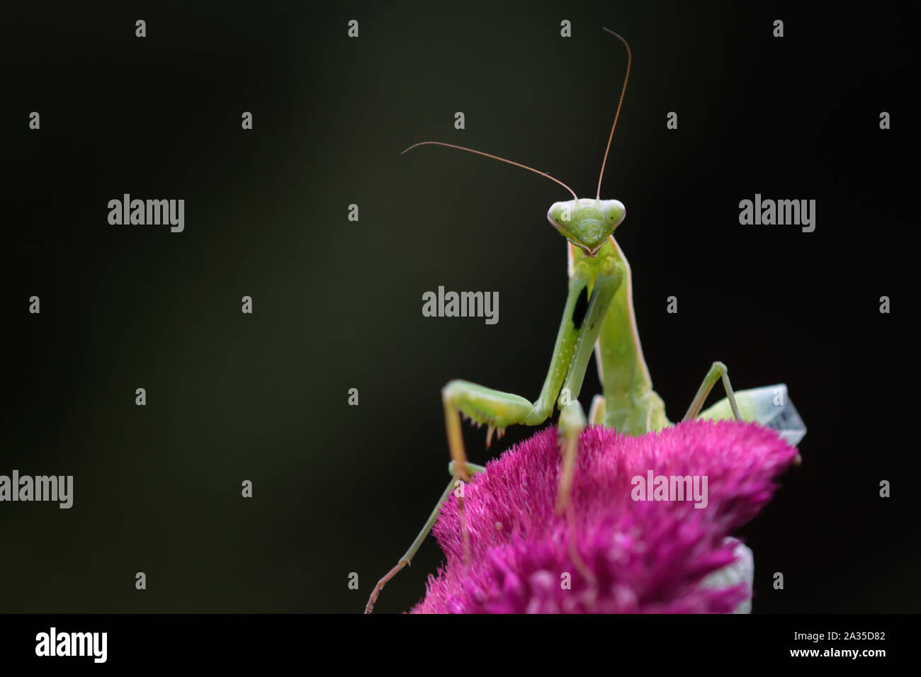Praying mantis in the wild - Mantis religiosa Stock Photo - Alamy