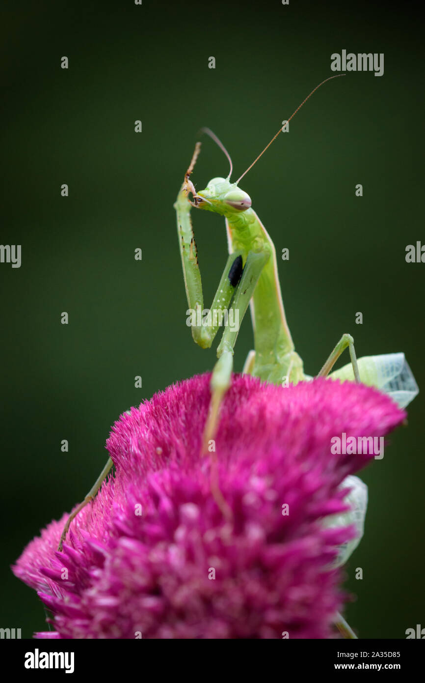 Praying mantis in the wild - Mantis religiosa Stock Photo - Alamy