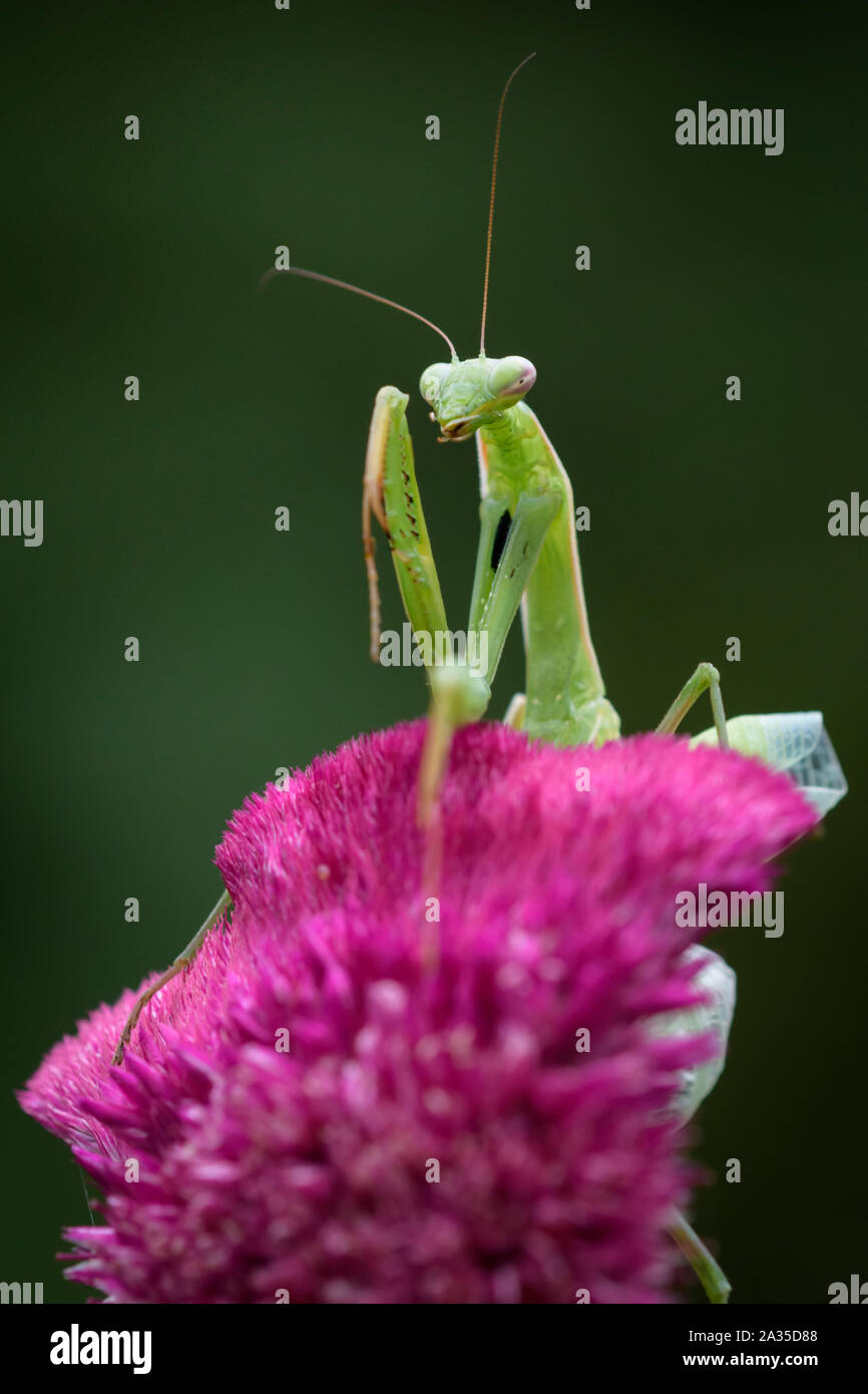 Praying mantis in the wild - Mantis religiosa Stock Photo - Alamy