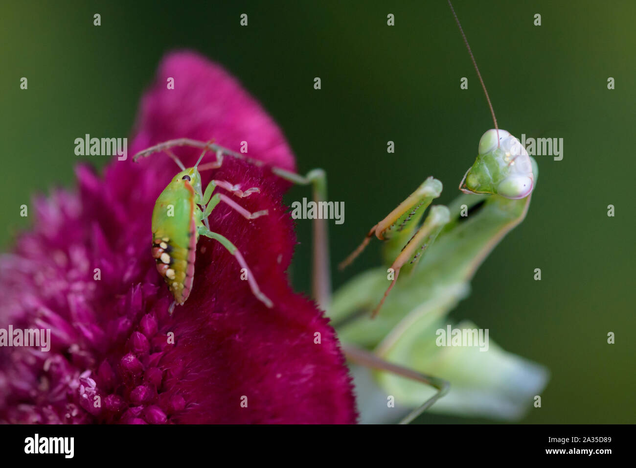 Praying mantis in the wild - Mantis religiosa Stock Photo - Alamy