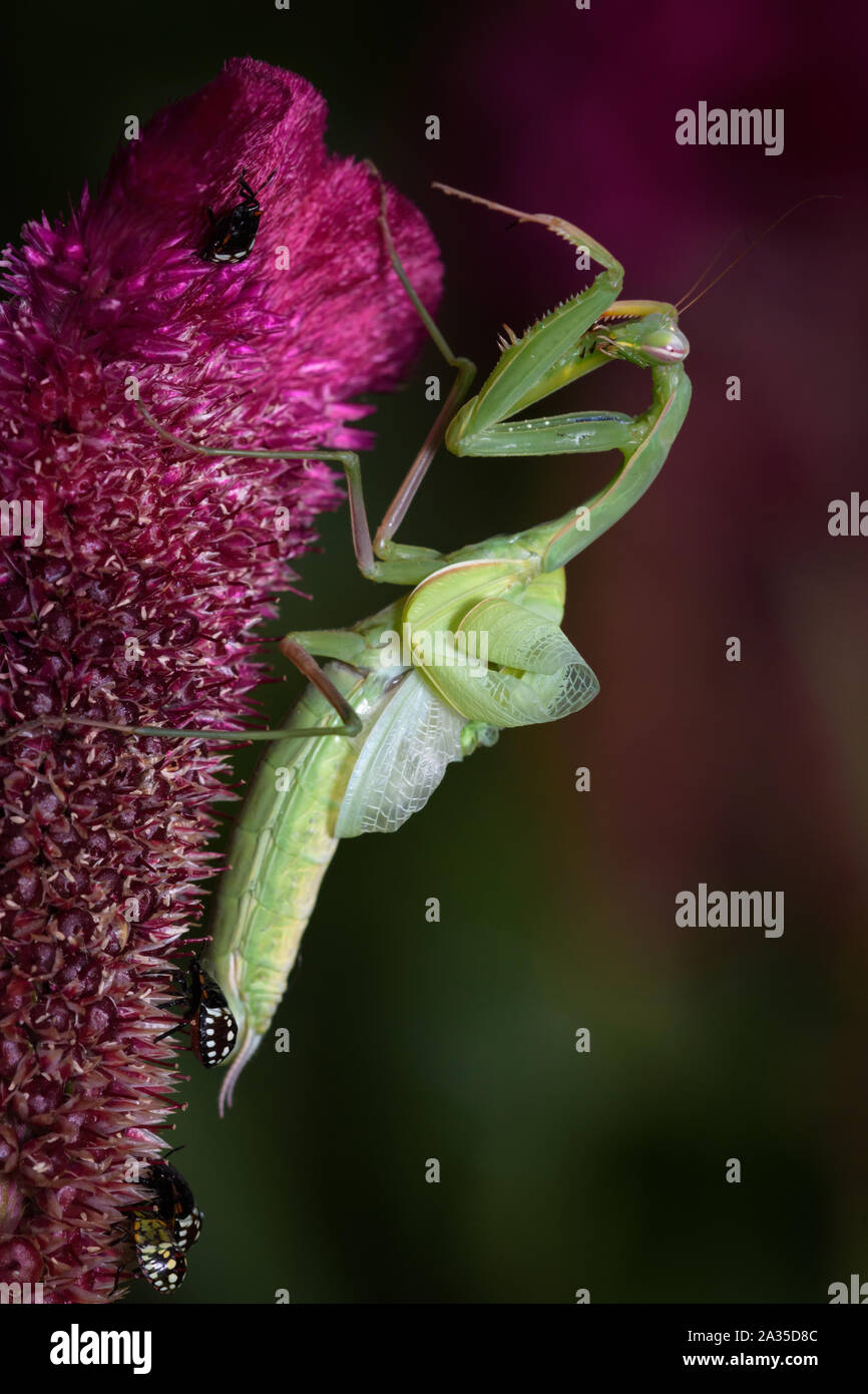 Praying mantis in the wild - Mantis religiosa Stock Photo - Alamy