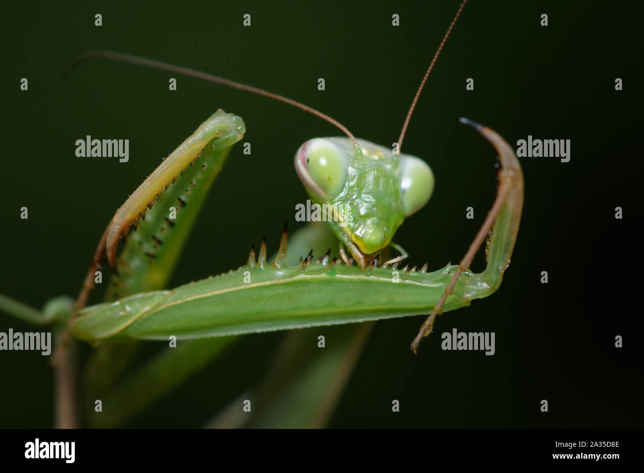 Praying mantis in the wild - Mantis religiosa Stock Photo - Alamy