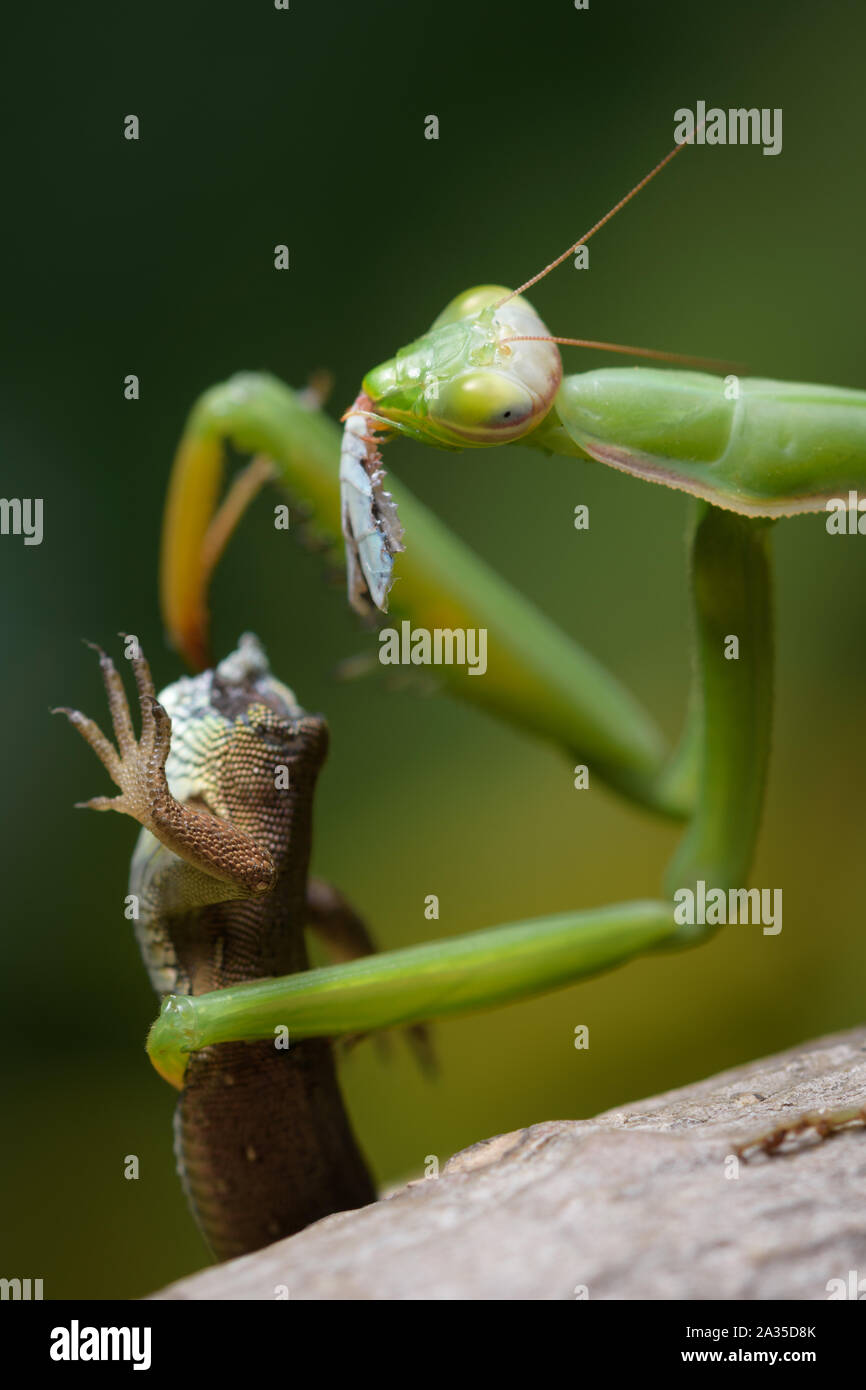 Praying mantis eating lizard - Mantis religiosa Stock Photo - Alamy