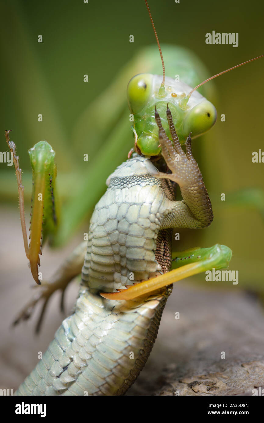 Praying mantis eating lizard - Mantis religiosa Stock Photo - Alamy