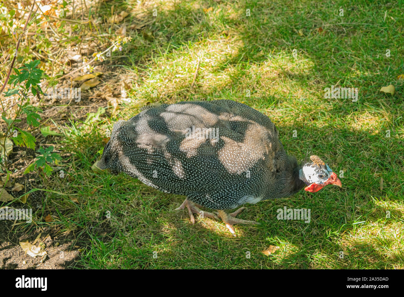 Adult Guinea fowl in the zoo on the background of green grass Stock ...