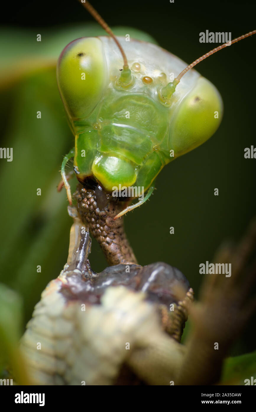 Mantis eating hi-res stock photography and images - Alamy