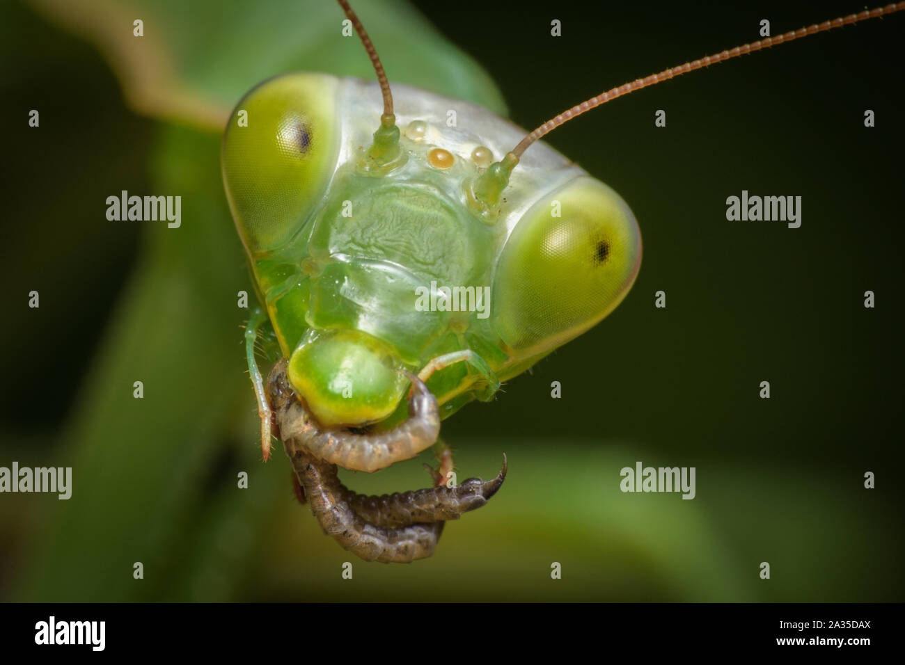 Praying Mantis Feeding High Resolution Stock Photography and Images - Alamy
