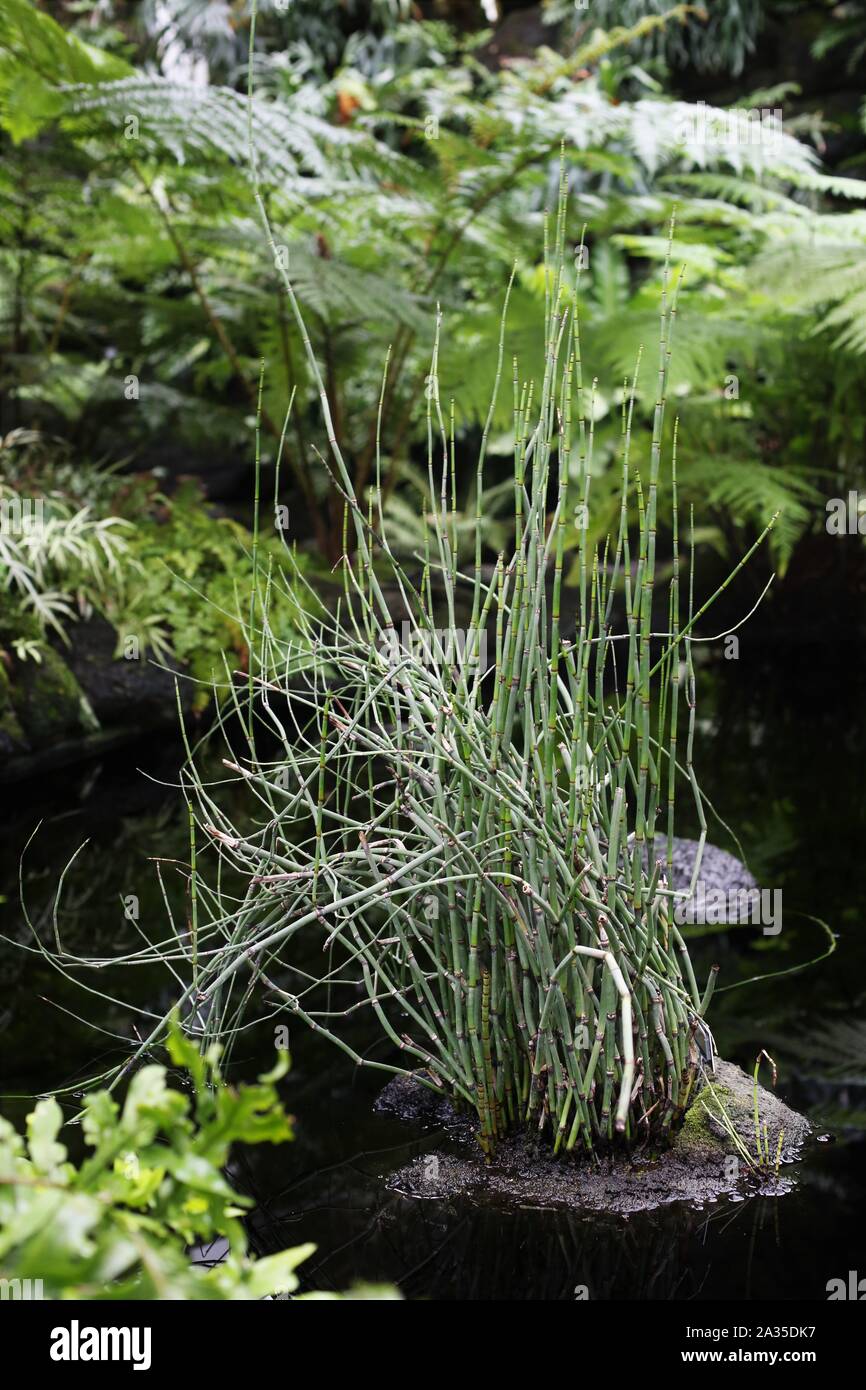 Equisetum hyemale - scouring rush plant, in a pond Stock Photo - Alamy