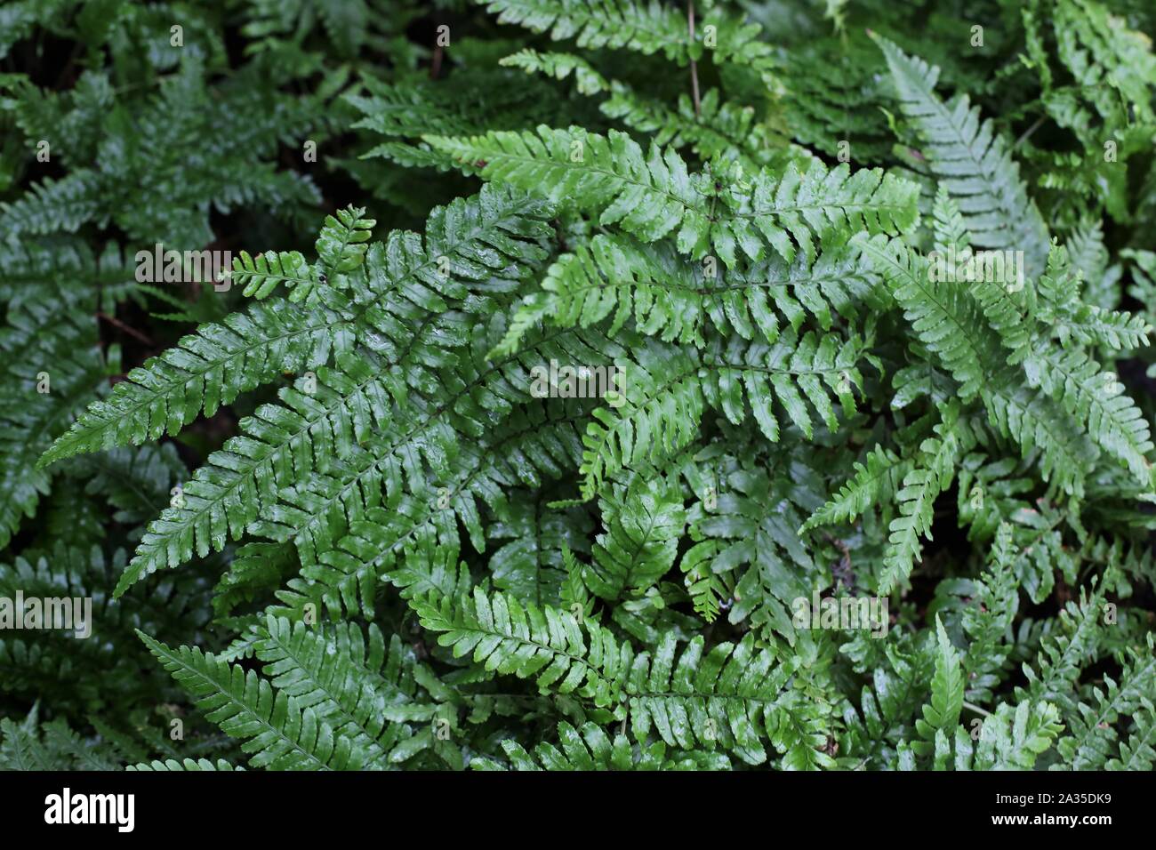 Autumn fern hi-res stock photography and images - Alamy