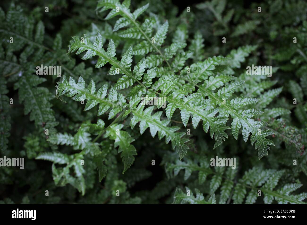 Tectaria gemmifera hi-res stock photography and images - Alamy