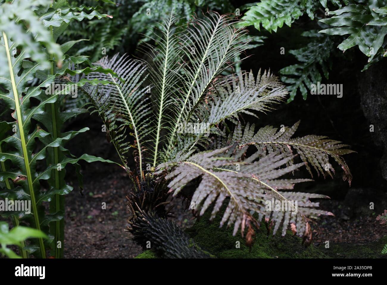 Oceaniopteris gibba 'Silver Lady' dwarf tree fern Stock Photo - Alamy