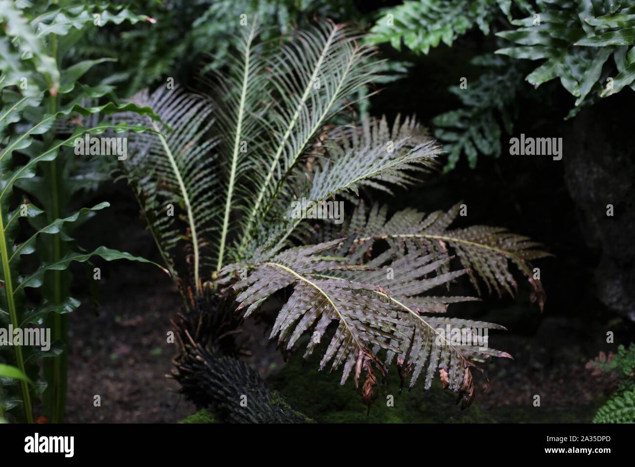 Oceaniopteris gibba 'Silver Lady' dwarf tree fern Stock Photo - Alamy