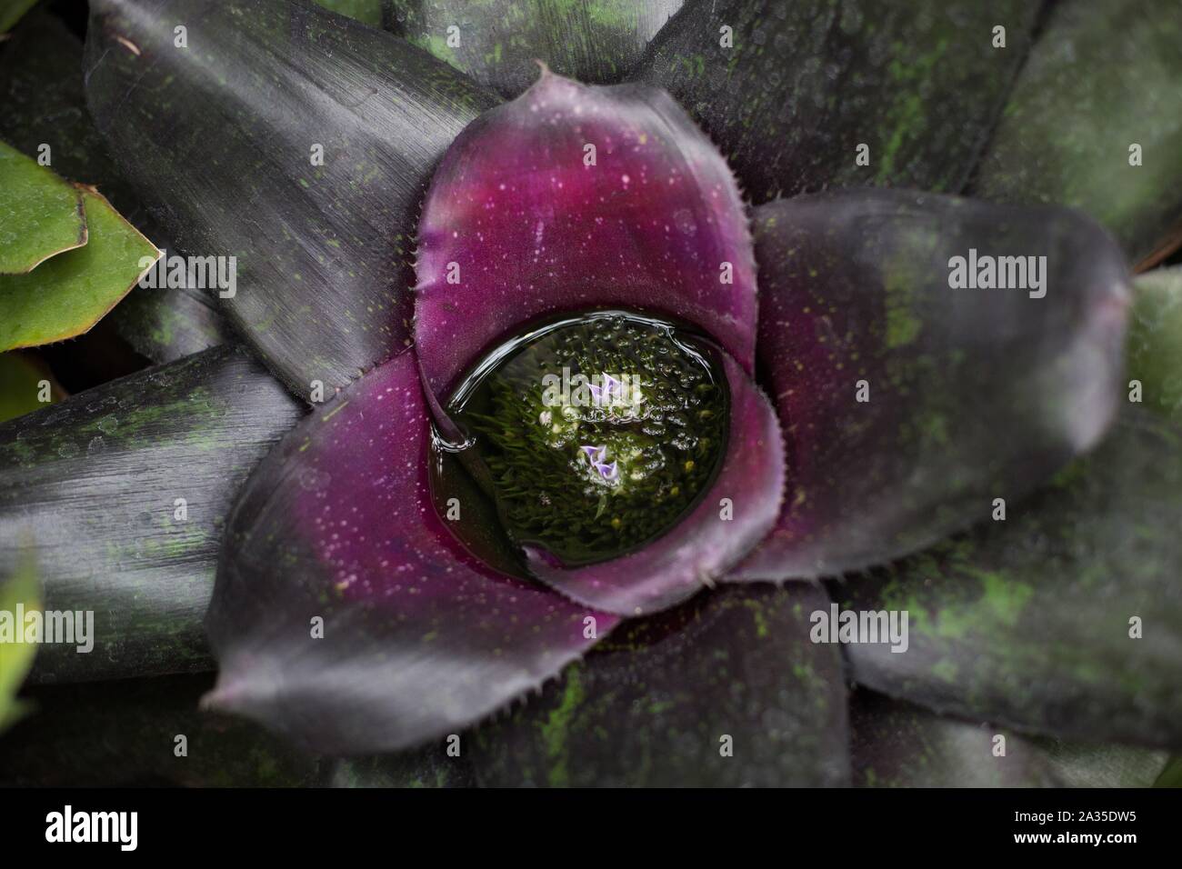 Water inside a purple Bromeliad plant Stock Photo - Alamy