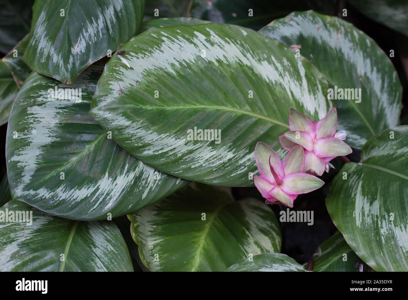 Flowering calathea 'Indri' plant Stock Photo - Alamy