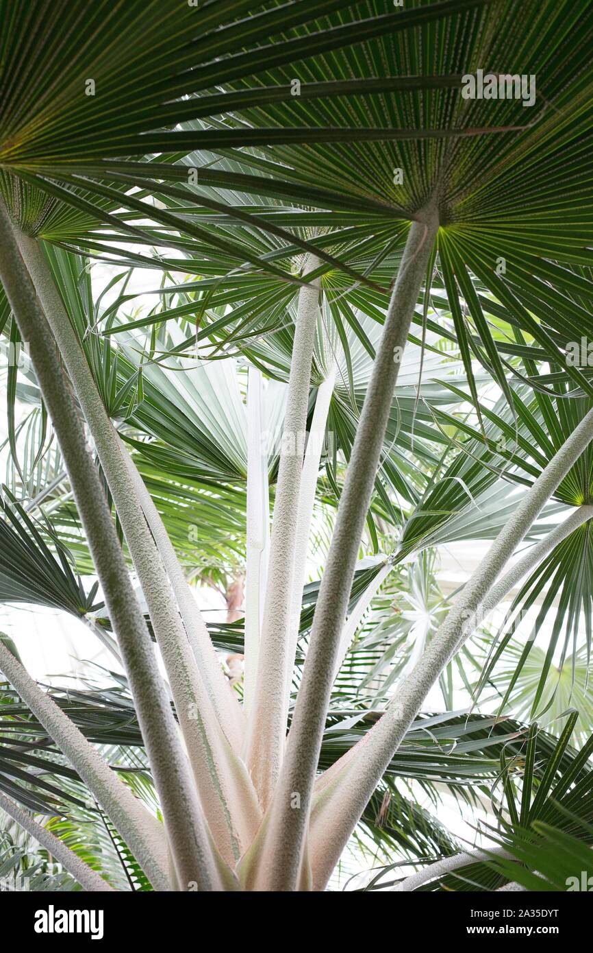 Latania lontaroides - red latan palm Stock Photo - Alamy