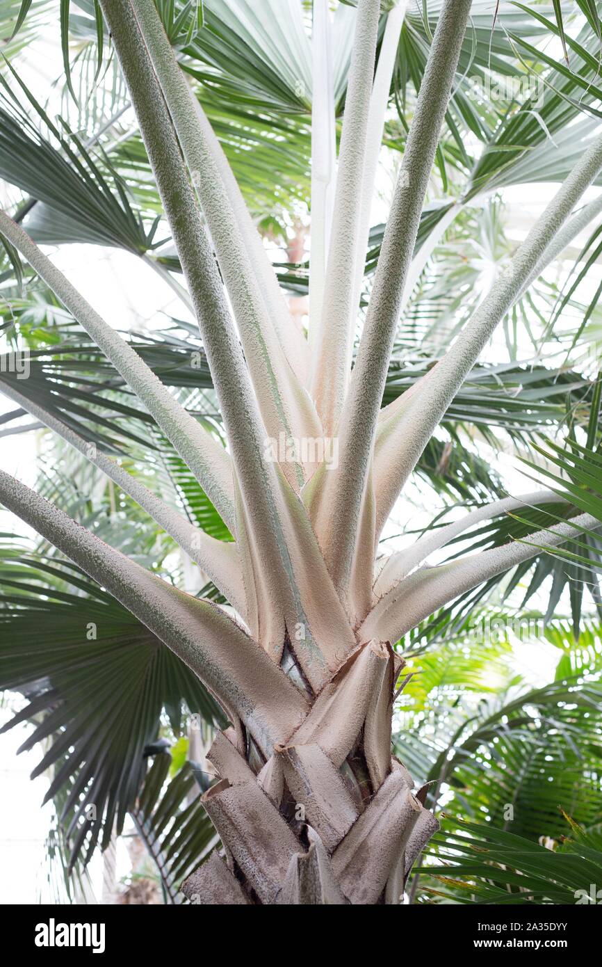 Latania lontaroides - red latan palm Stock Photo - Alamy