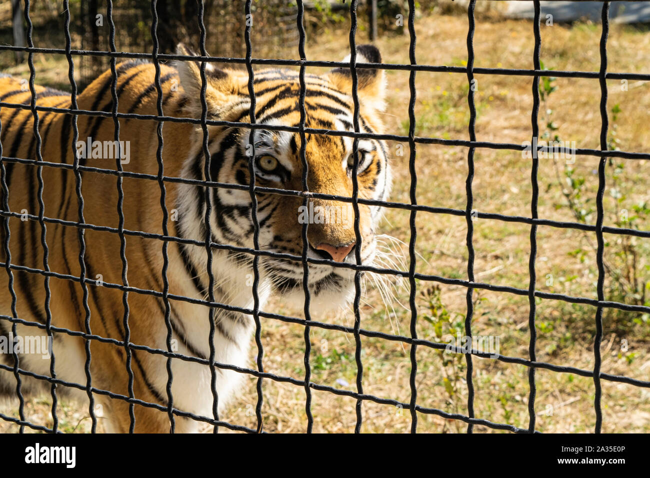Male siberian tiger in zoo hi-res stock photography and images - Alamy