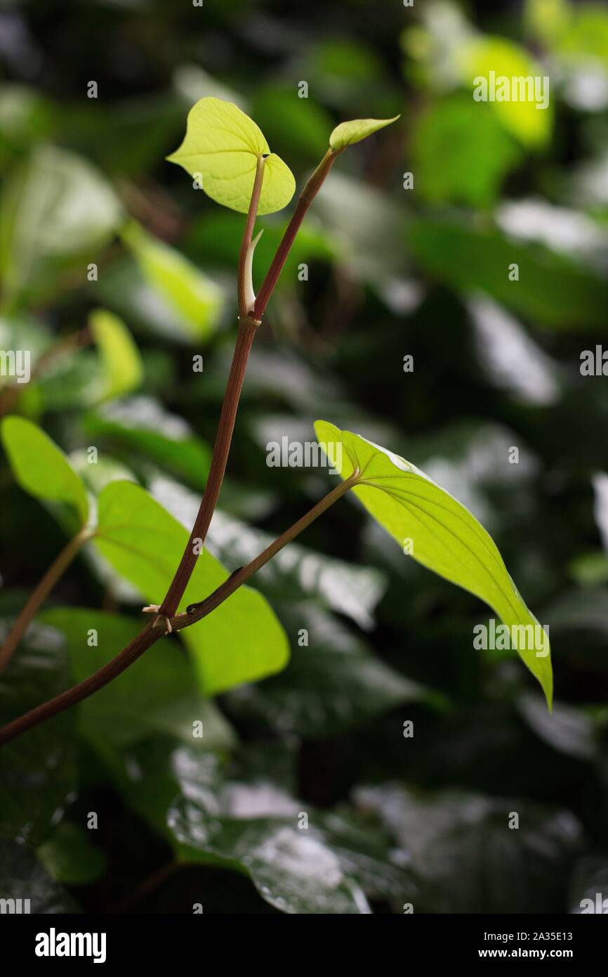 Piper betle plant Stock Photo - Alamy
