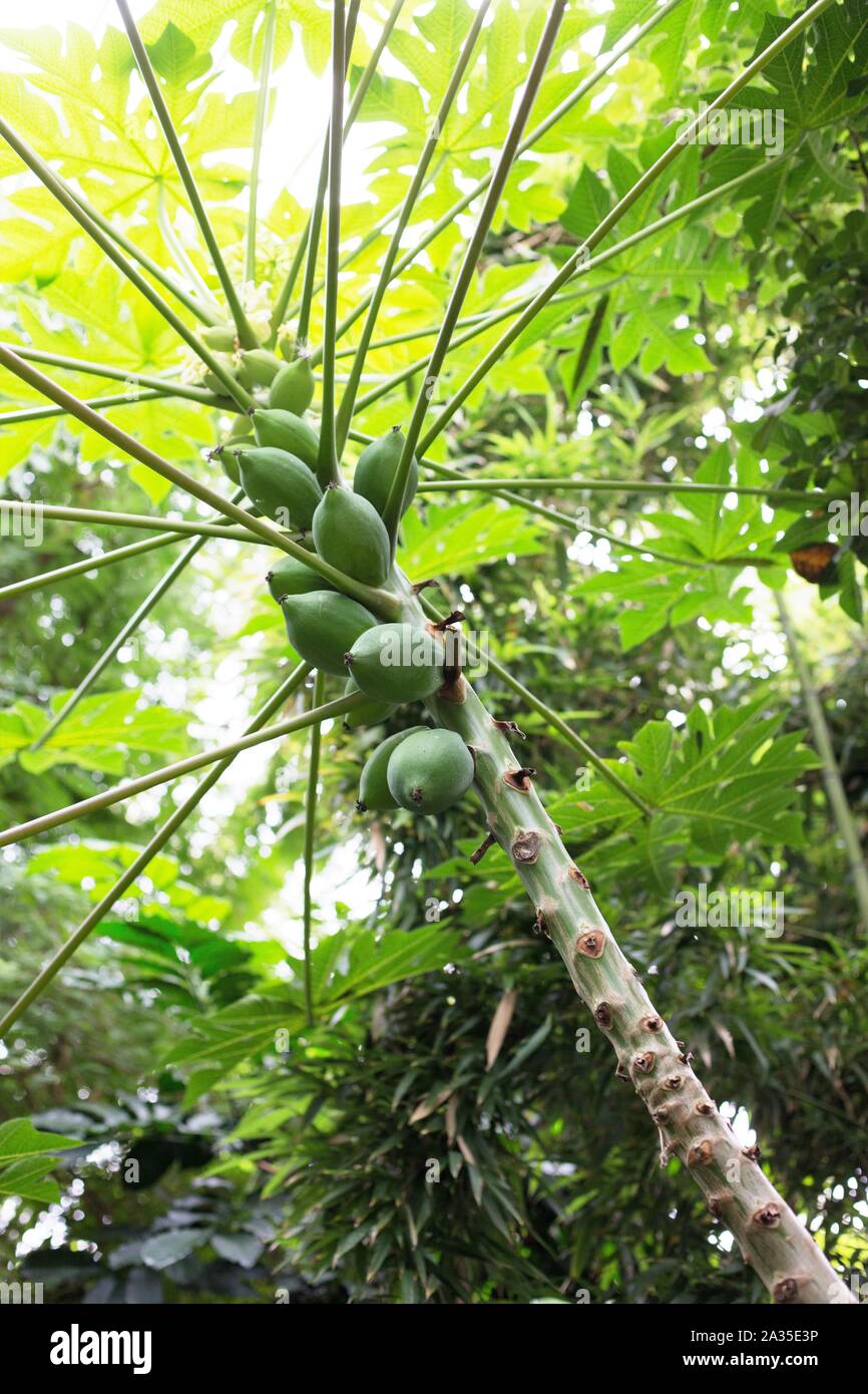 Pawpaw Plant High Resolution Stock Photography and Images - Alamy