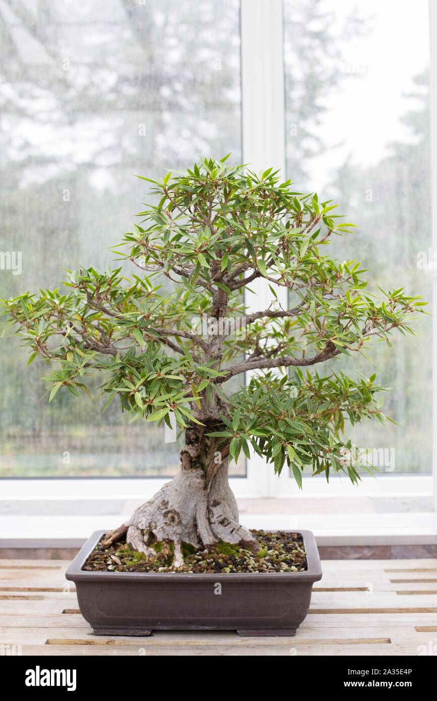 Ficus Salicaria 'Narrow Leaf Fig' bonsai at Como Conservatory in St ...