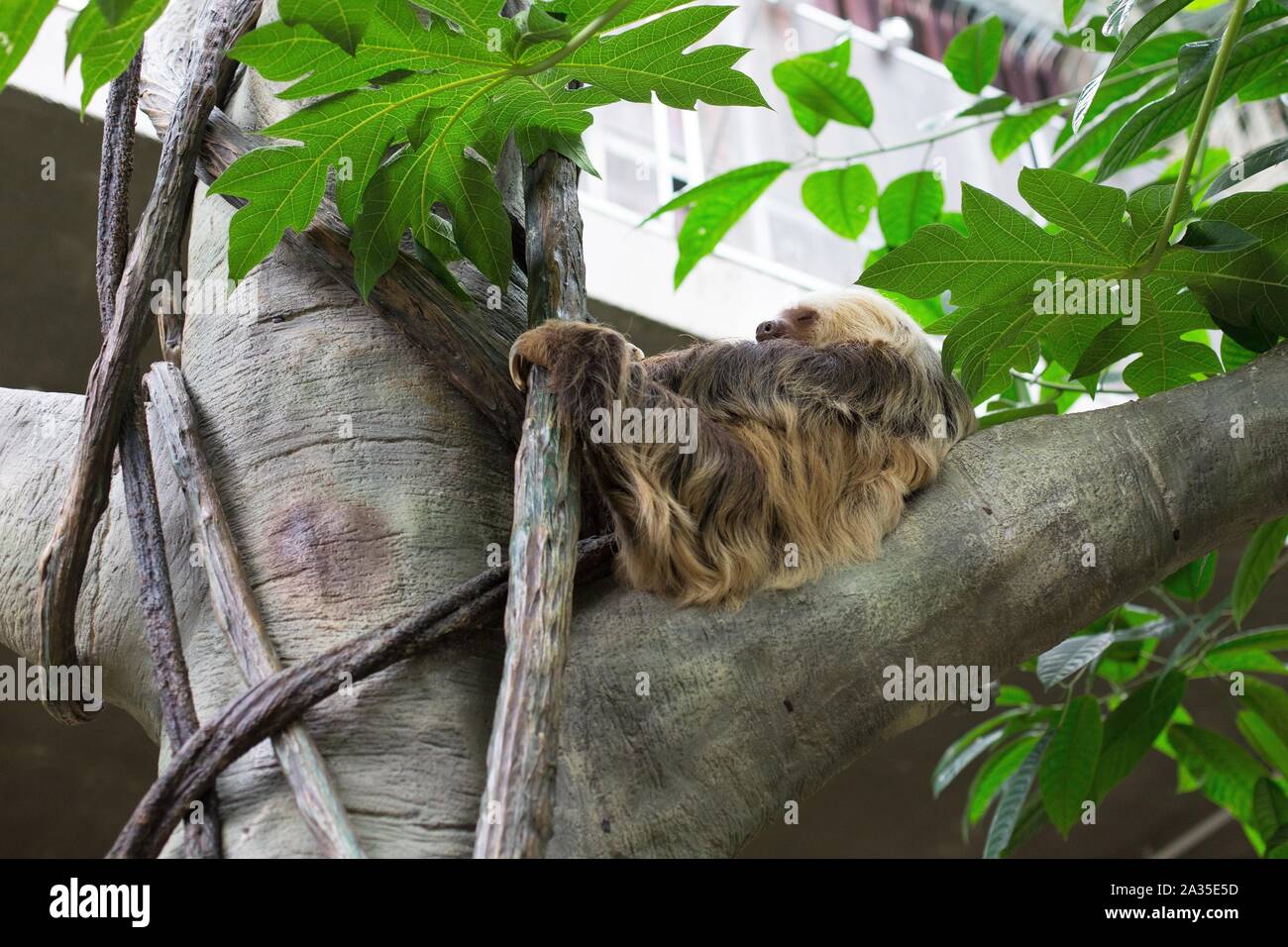 A sloth lounging in a "tree" at Como Zoo in St. Paul, Minnesota, USA ...