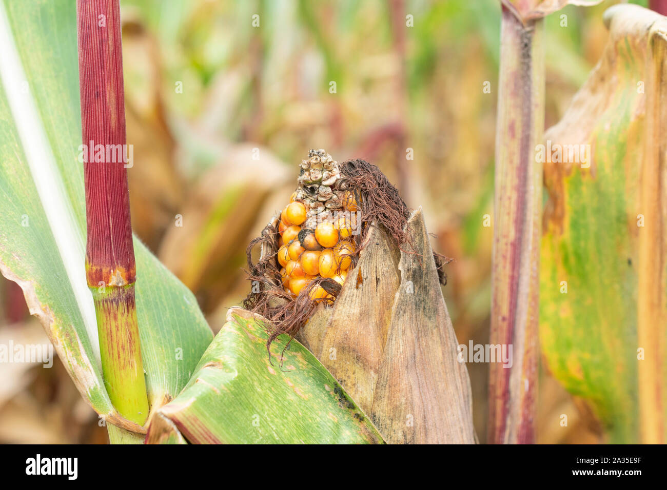 Maize cob colors hi-res stock photography and images - Alamy
