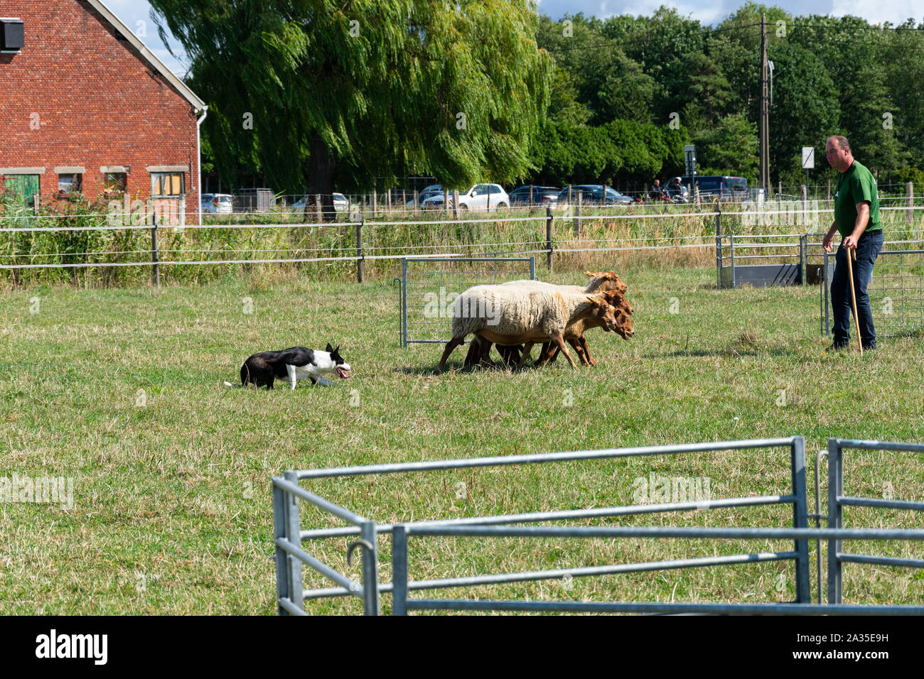 Sheep dog rounding up sheep competition hi-res stock photography and ...