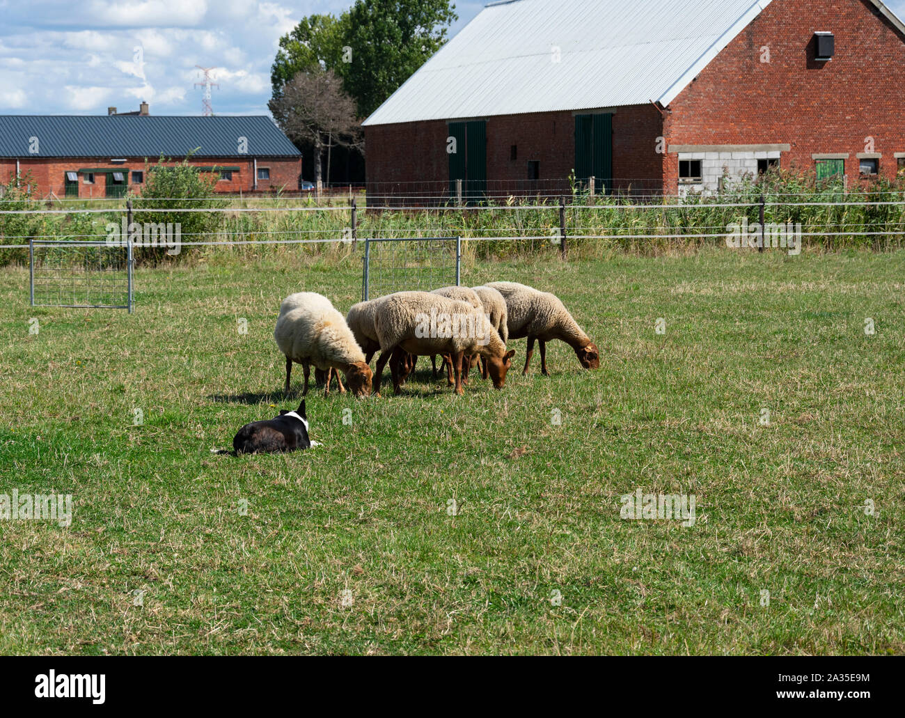 Sheep huddle hi-res stock photography and images - Alamy