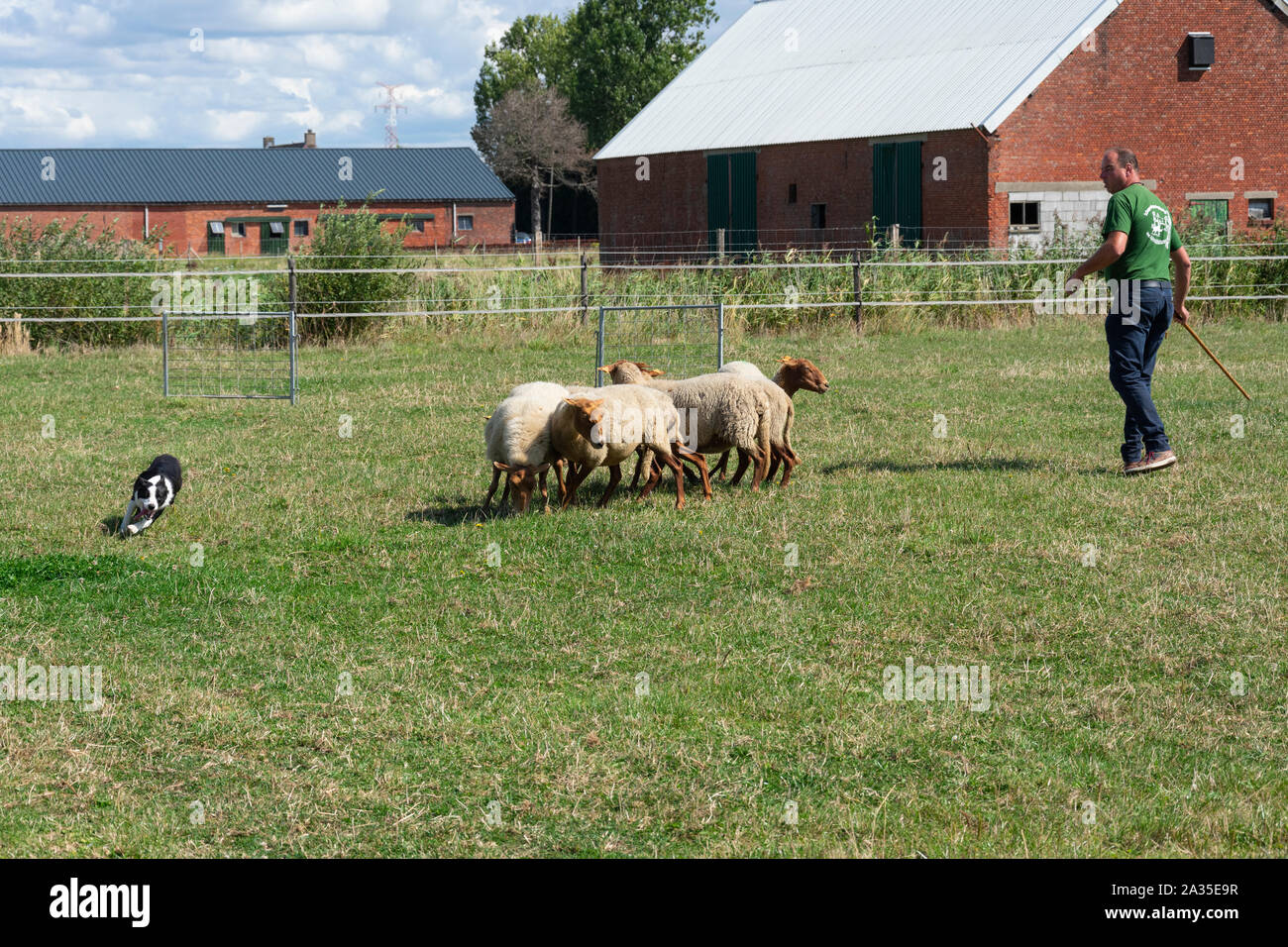 Sheep huddle hi-res stock photography and images - Alamy