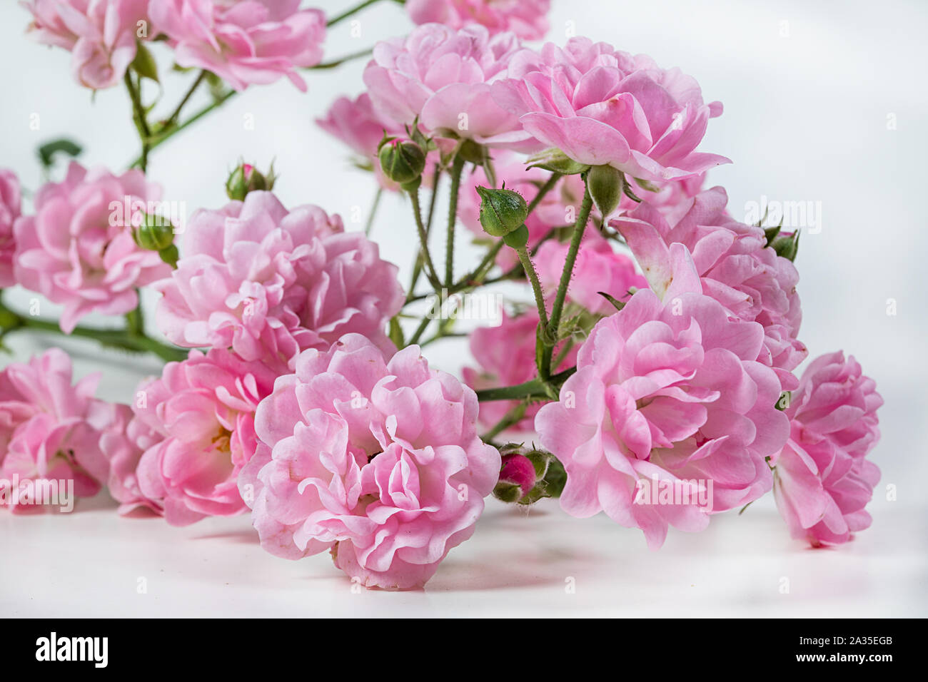 Beautiful bud pink tea rose hi-res stock photography and images - Alamy