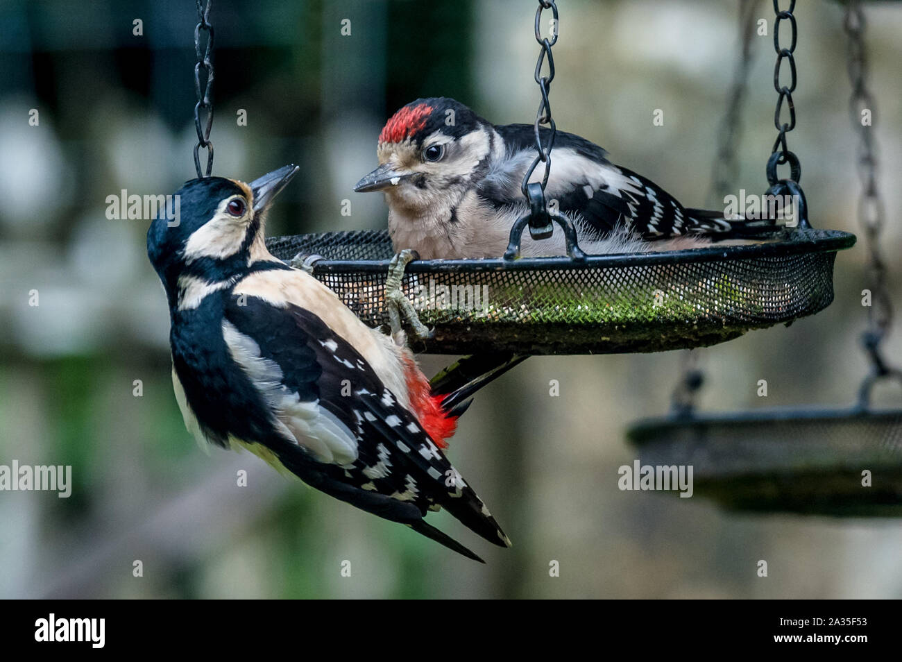 Female lesser spotted woodpecker feeding young juvenile Stock Photo - Alamy