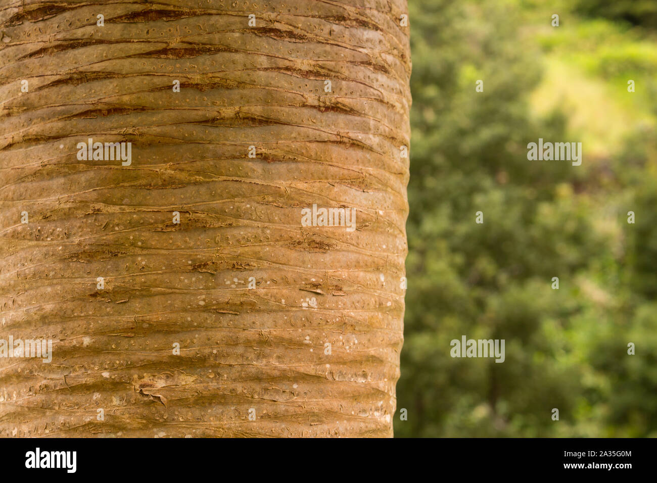 Light brown color of a tree trunk, with a structure. Leaves of bushes ...