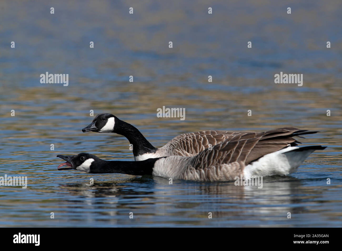 Male female canada goose hi-res stock photography and images - Alamy