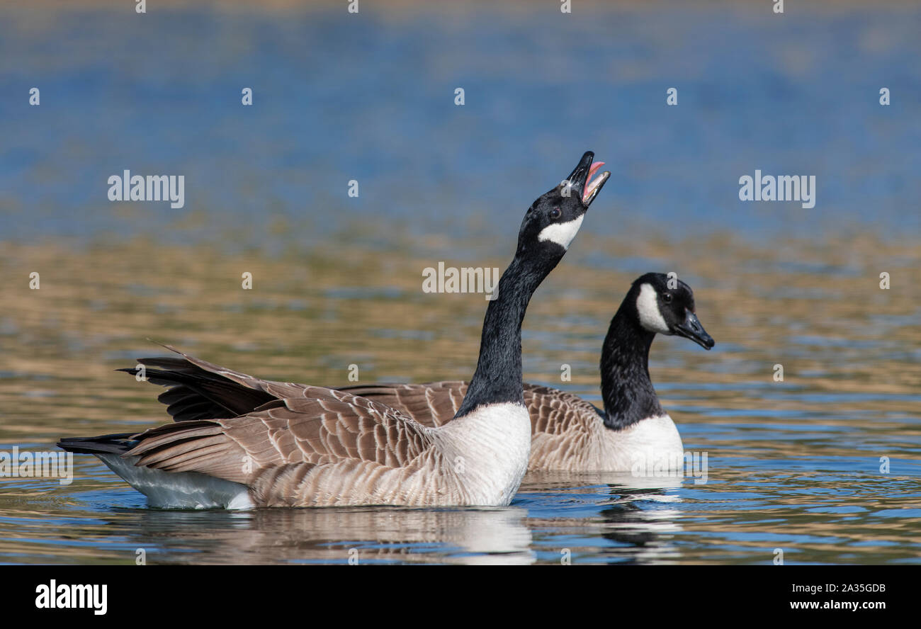 Female canada geese hi-res stock photography and images - Alamy