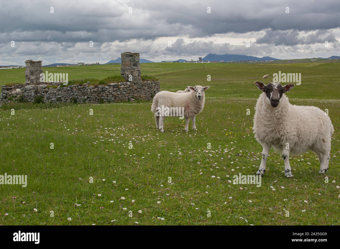 Sheep around an abandoned croft on the shores of Loch Euphort, North ...