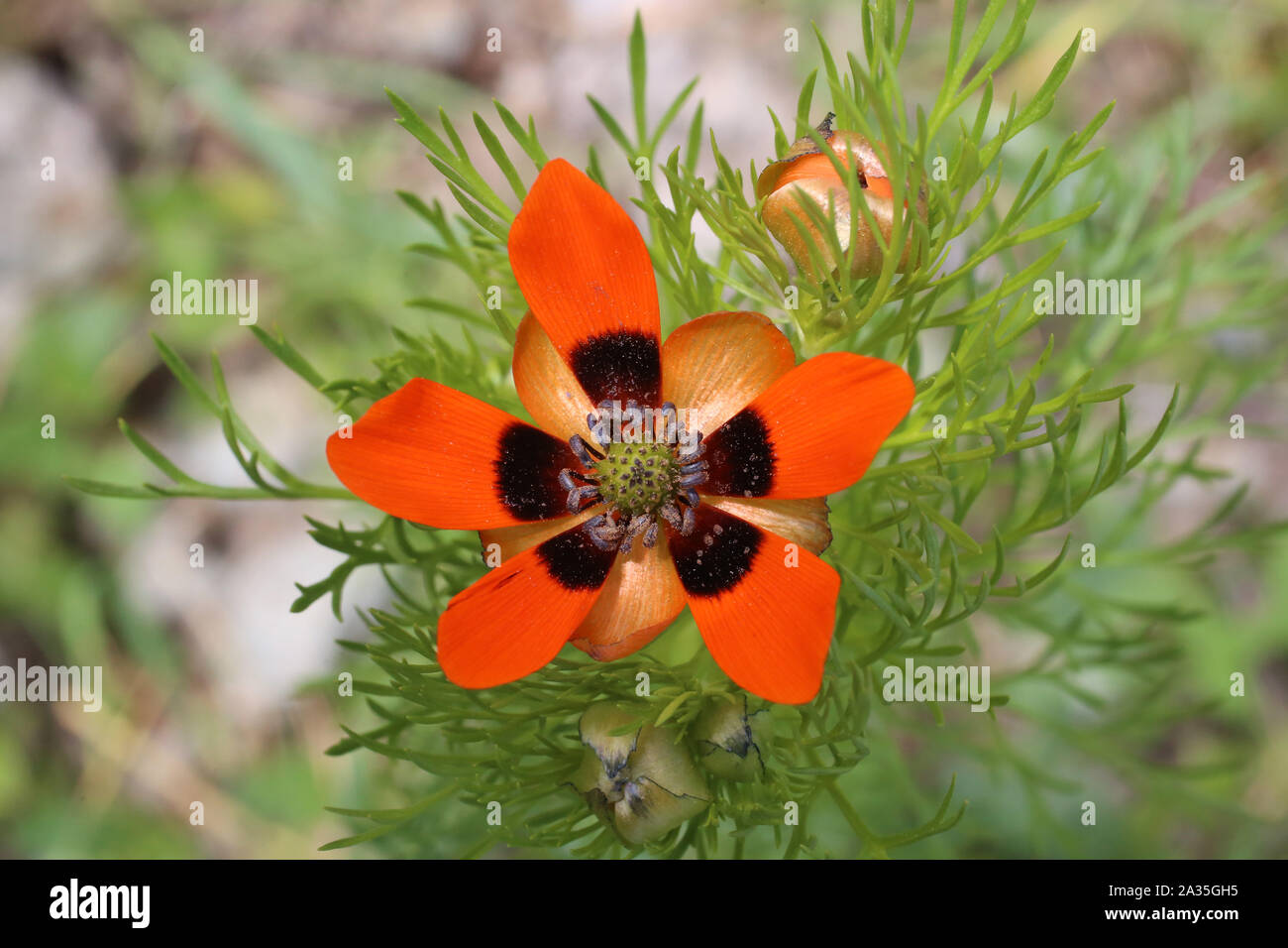 Adonis Aestivalis High Resolution Stock Photography and Images - Alamy