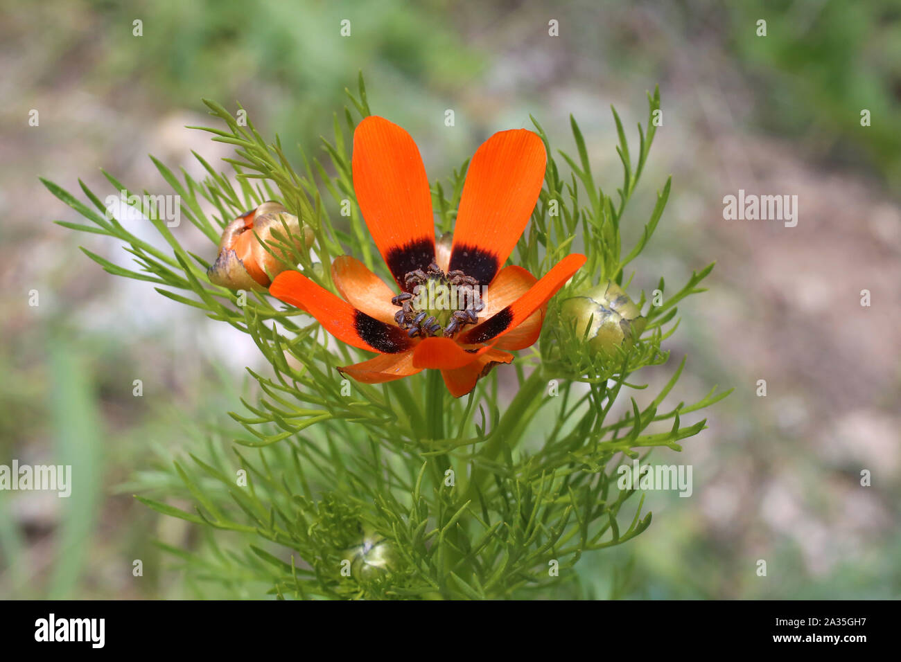 Adonis Flowers High Resolution Stock Photography and Images - Alamy