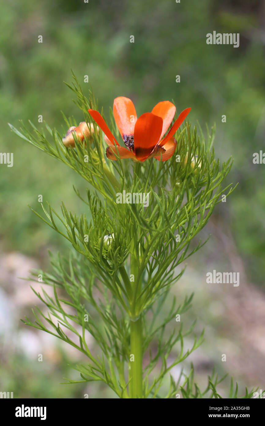 Adonis Flowers High Resolution Stock Photography and Images - Alamy