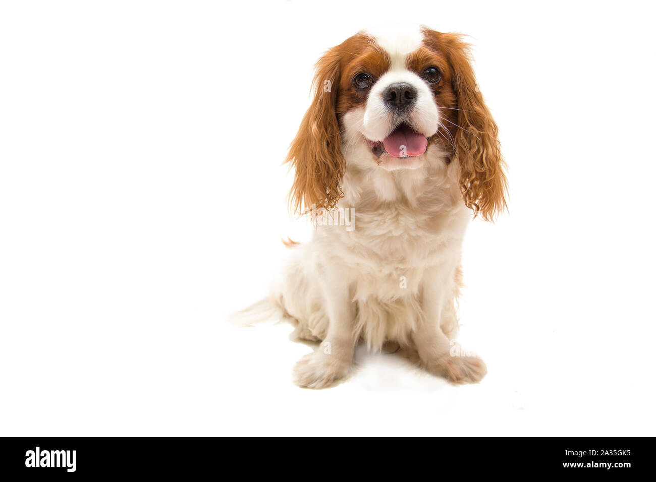 Spaniel Cut Out Stock Images & Pictures - Alamy