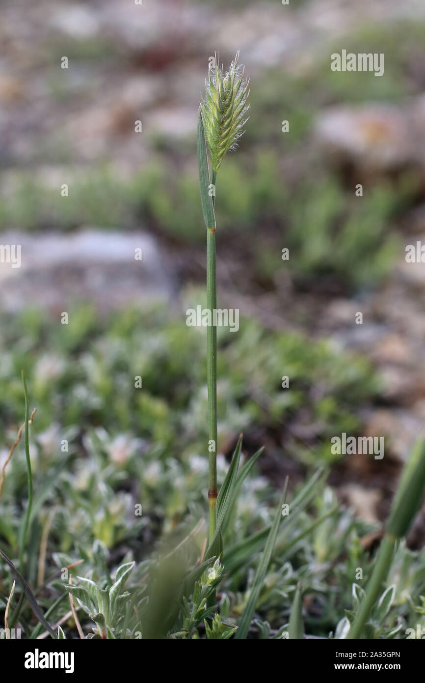 Agropyron hi-res stock photography and images - Alamy