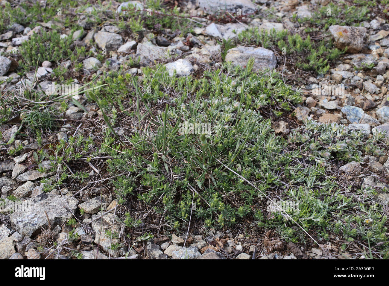 Agropyron hi-res stock photography and images - Alamy