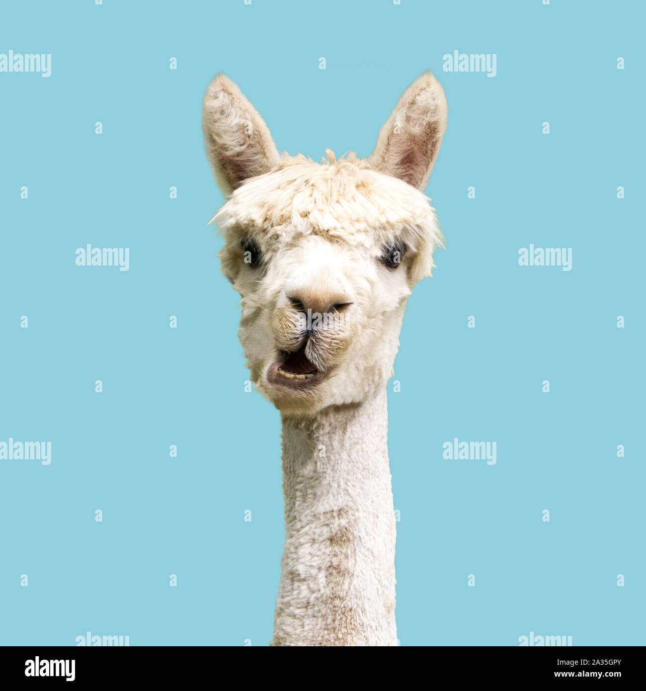 Black alpaca hi-res stock photography and images - Alamy