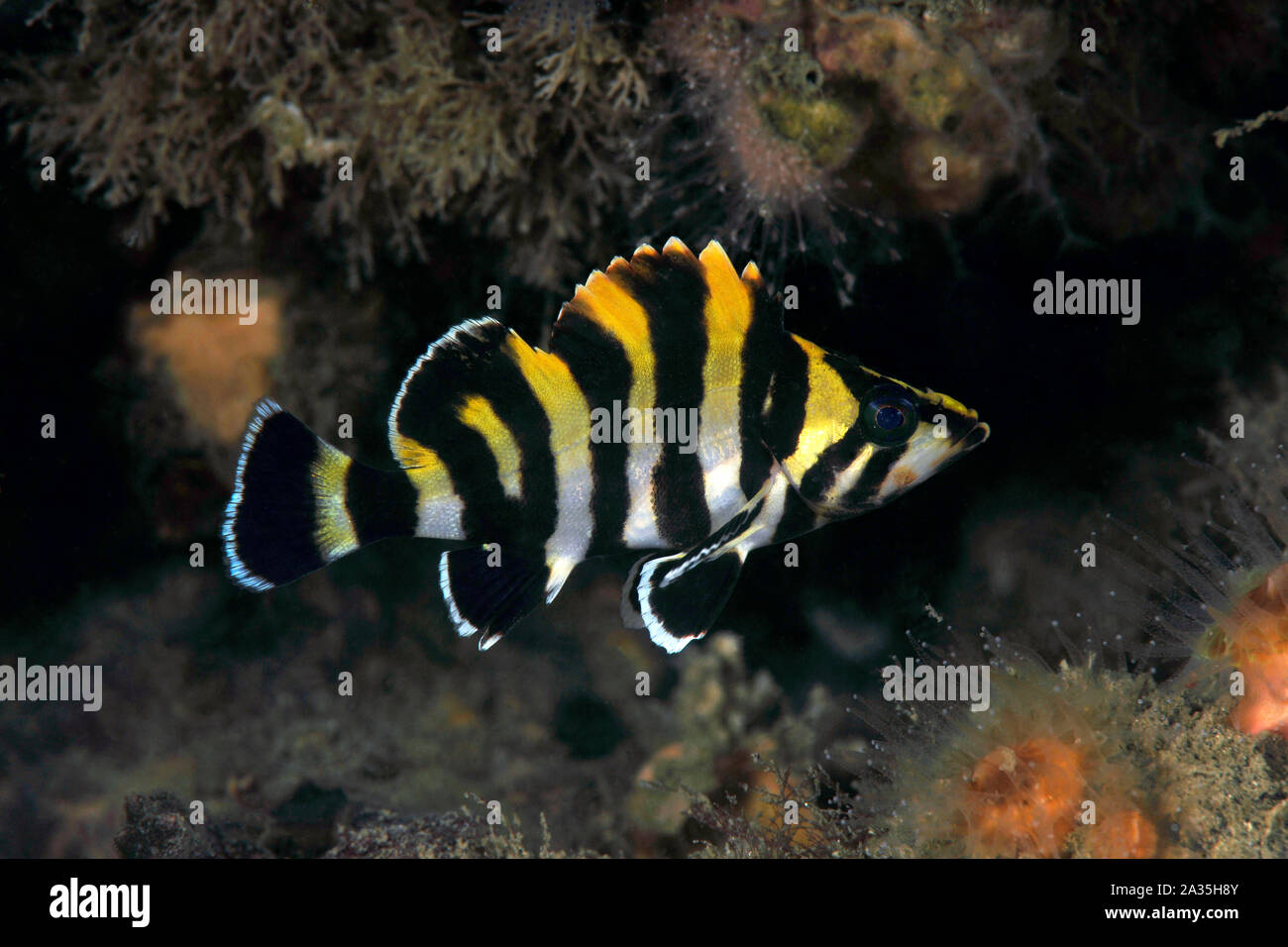 Juvenile Treefish, Sebastes serriceps Stock Photo - Alamy